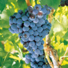 Ultimate Guide To Spanish Wine Varieties - Swallow Don't Spit Wine