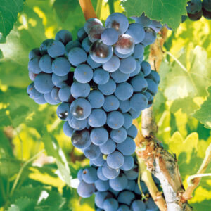 Ultimate Guide To Spanish Wine Varieties - Swallow Don't Spit Wine