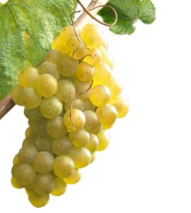 Ultimate Guide To Spanish Wine Varieties - Swallow Don't Spit Wine