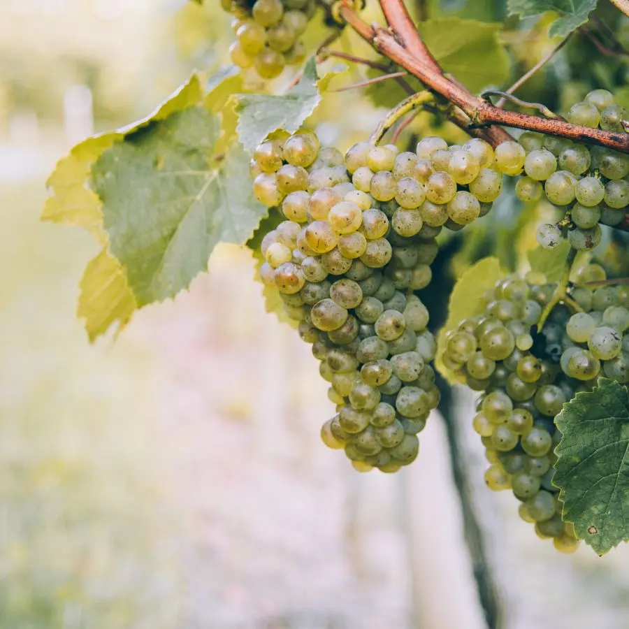 Ultimate Guide To Spanish Wine Varieties - Swallow Don't Spit Wine